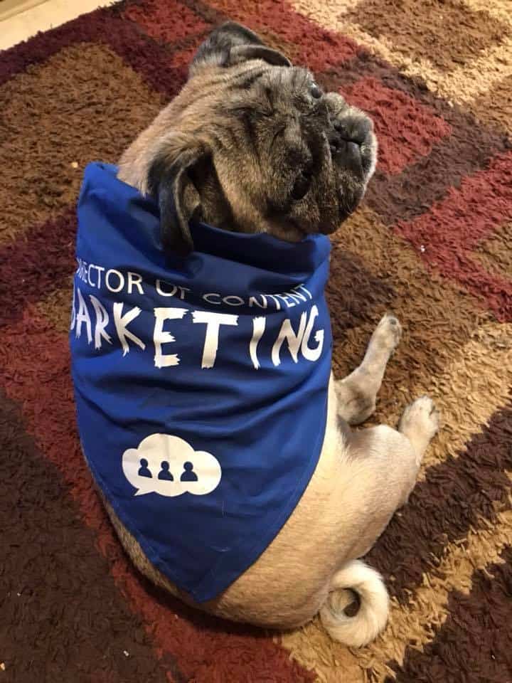 Introducing the Dogs of SMX - Stellar Blog